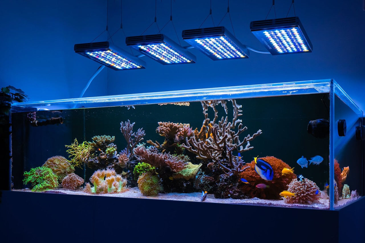 Reef Aquarium LED Lighting – Orphek