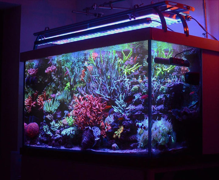 Orphek Reef Aquarium LED Lighting Online Shop