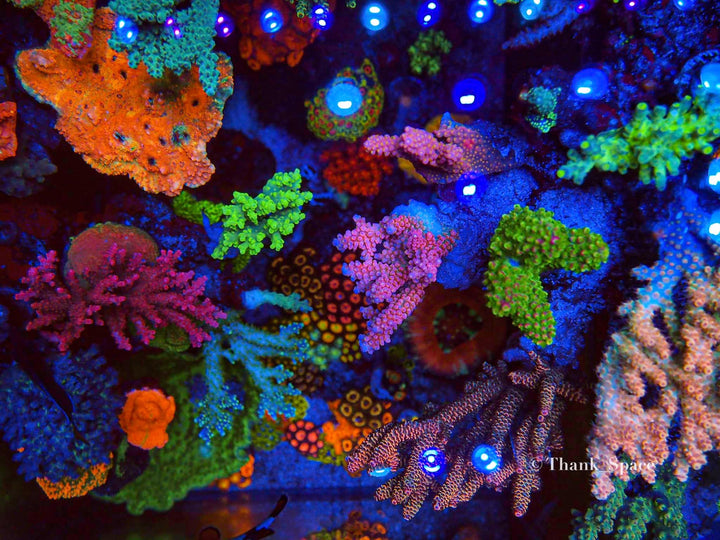 Orphek Reef Aquarium LED Lighting Online Shop
