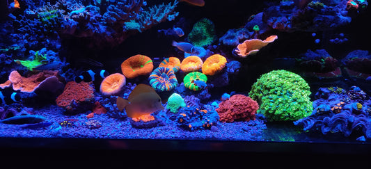 Orphek Reef Aquarium LED Lighting Online Shop